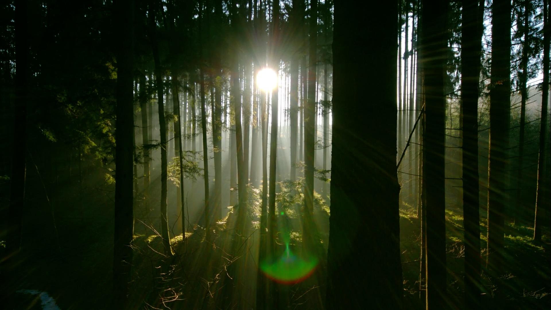 Predator – We Are Audio